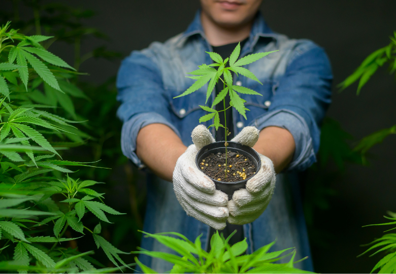 Garden Therapy: the Health and Ecological Benefits of Growing Hemp